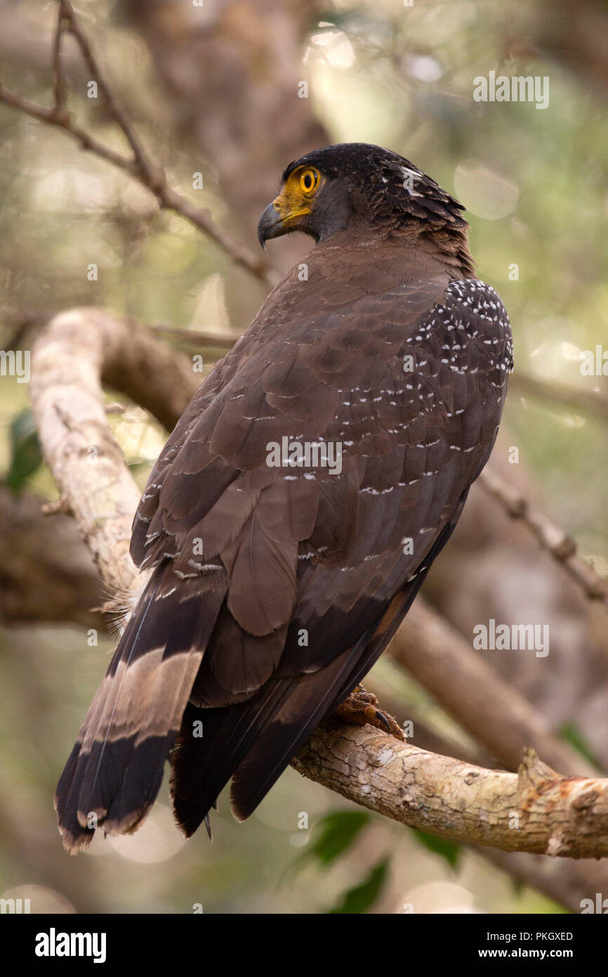 Crested serpent eagle in Wilpattu National Park, Sri Lanka. The bird ...