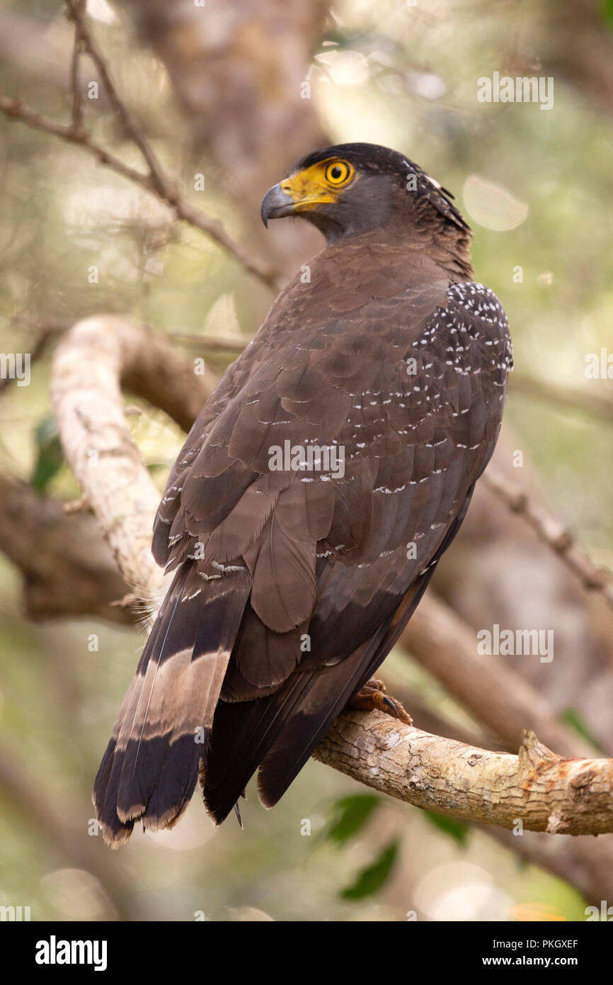 A crested serpent eagle (Spilornis cheela spilogasser) in Wilpattu ...