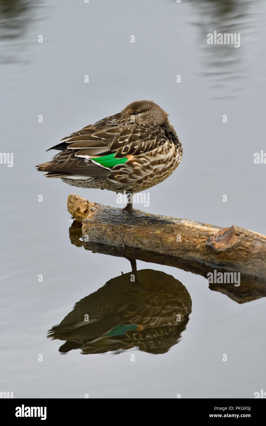 Female Teal Duck High Resolution Stock Photography and Images - Alamy