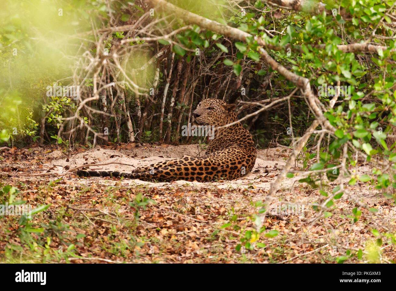 A leopard (Panthera pardus) in Wilpattu National Park, Sri Lanka. The ...