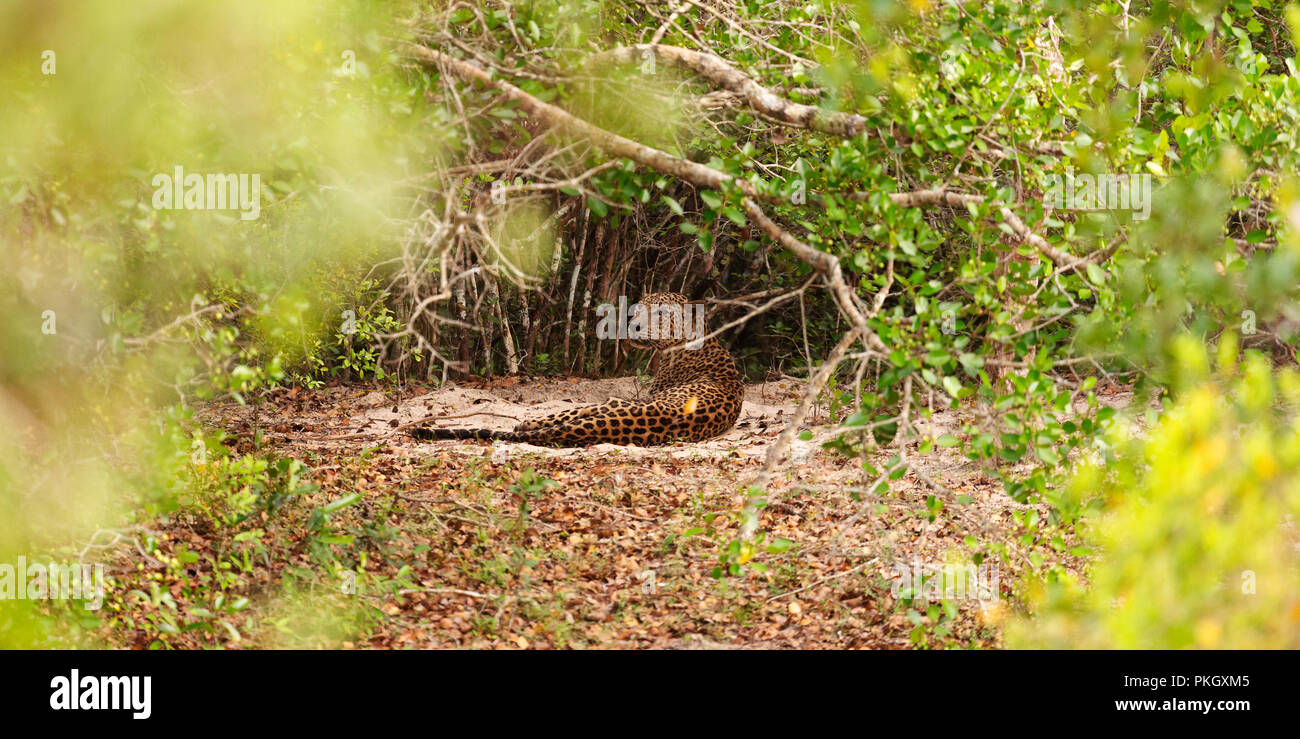 A leopard (Panthera pardus) in Wilpattu National Park, Sri Lanka. The ...