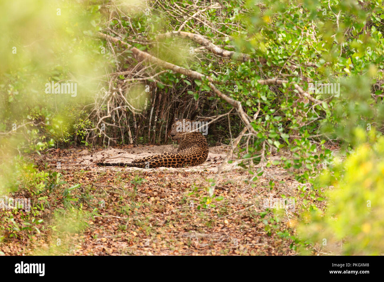 A leopard (Panthera pardus) in Wilpattu National Park, Sri Lanka. The ...