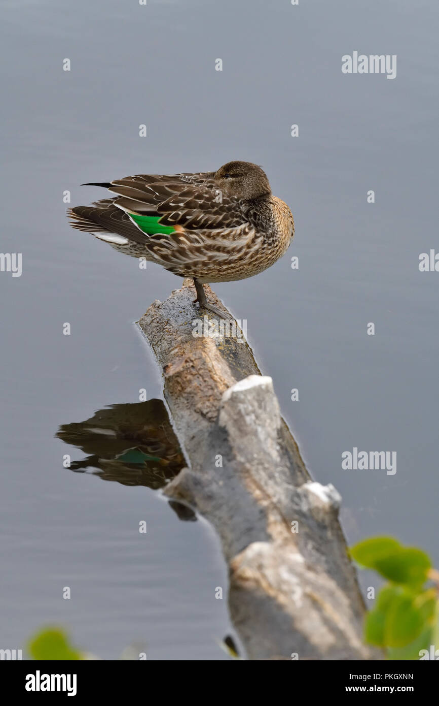 Female teal duck hi-res stock photography and images - Alamy