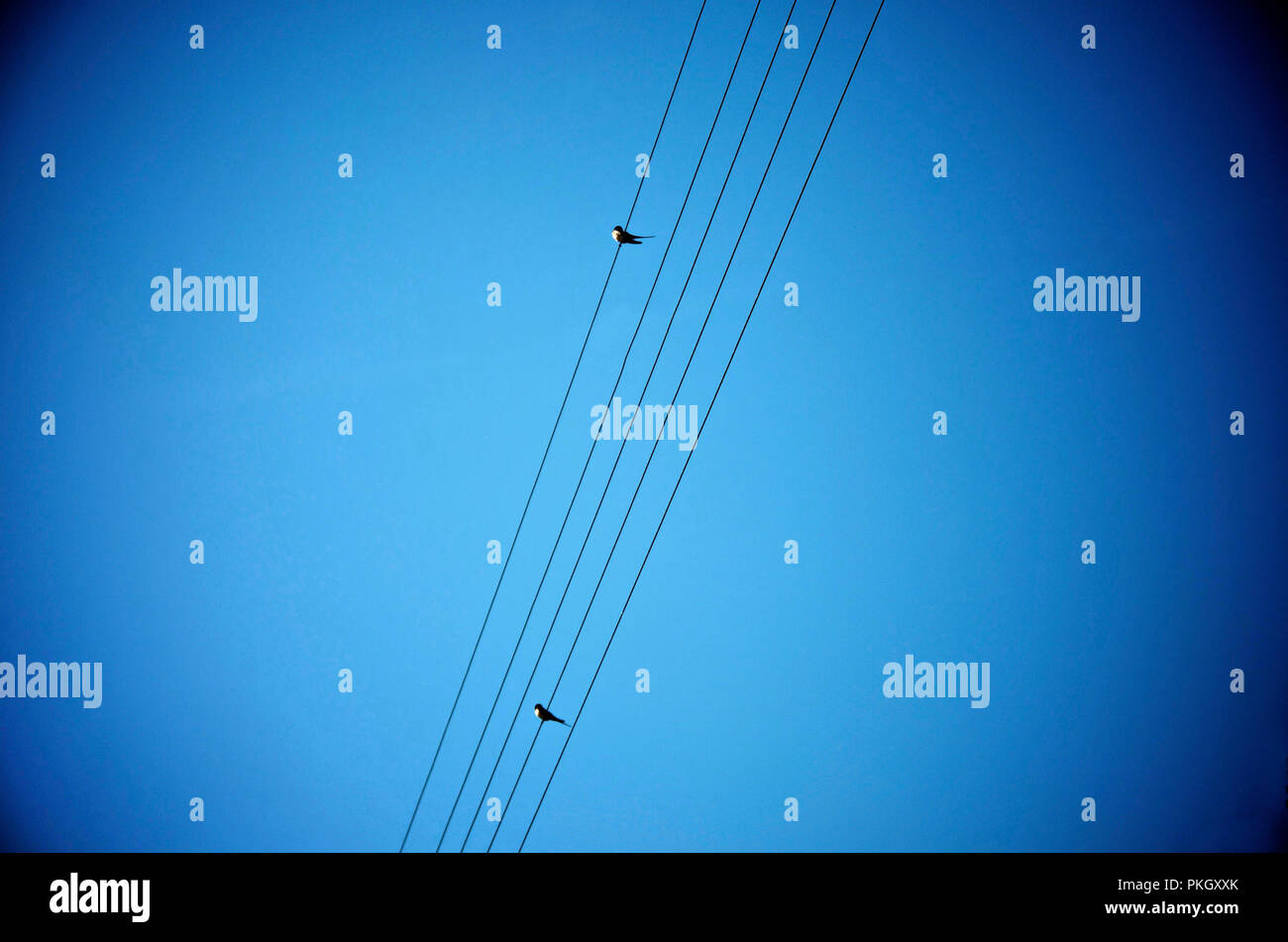 View from below telephone wire hi-res stock photography and images - Alamy