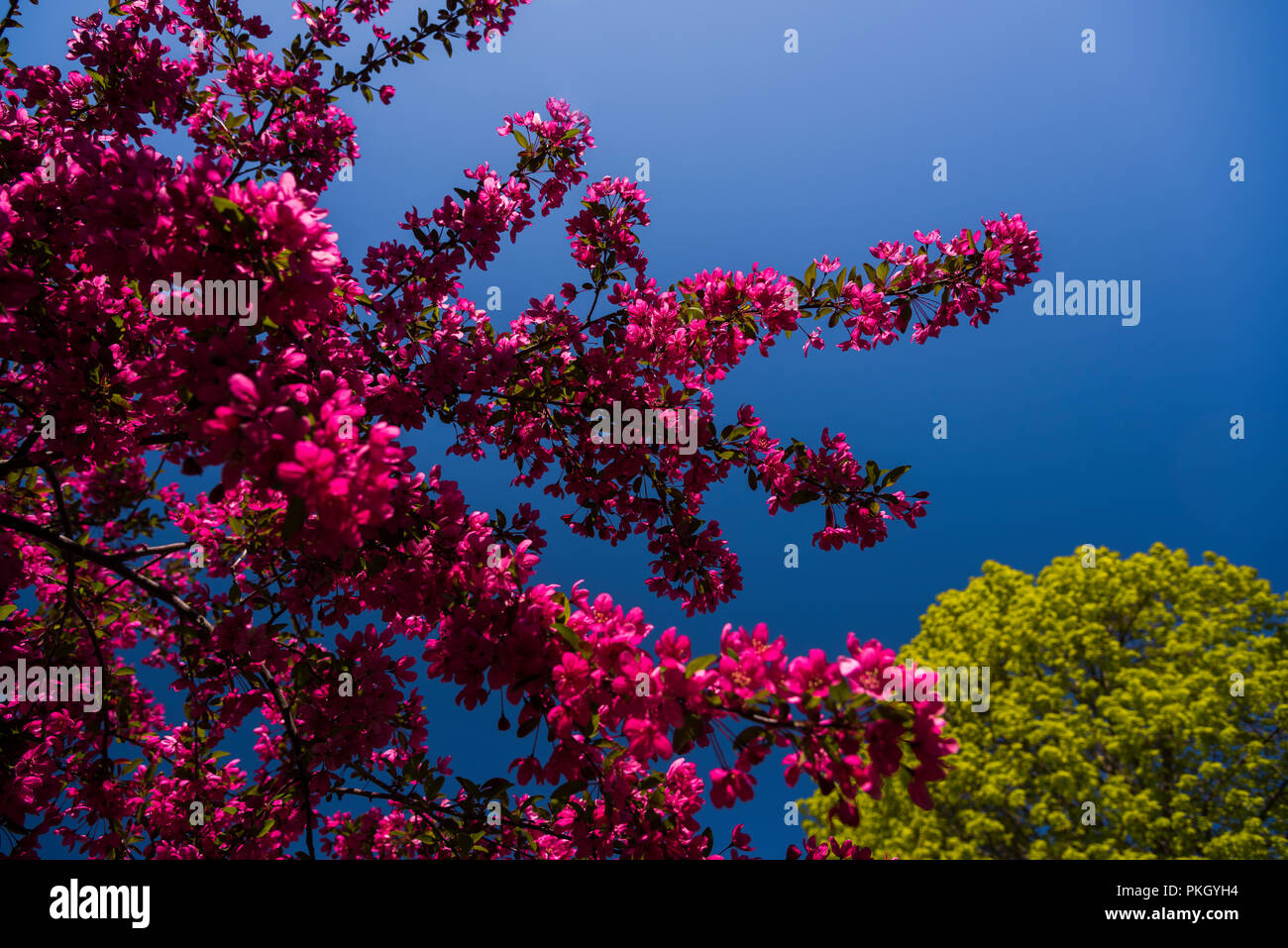 The crab tree hi-res stock photography and images - Alamy