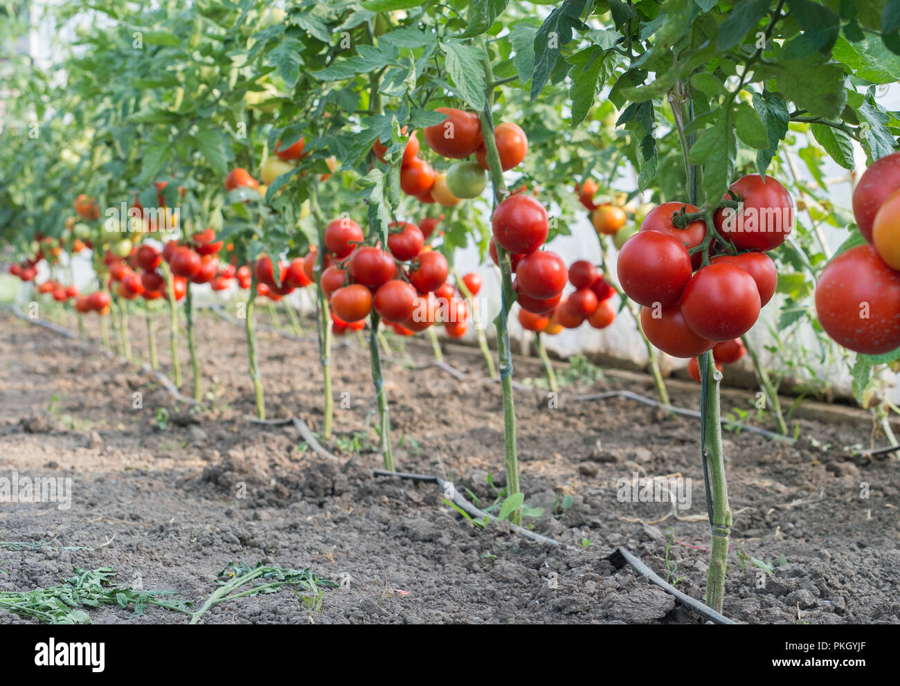 Ripe tomatoes in garden ready to harvest Stock Photo - Alamy