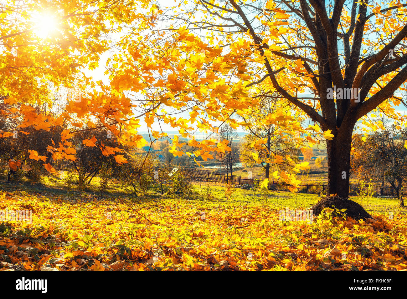 Tree of the maple hi-res stock photography and images - Alamy