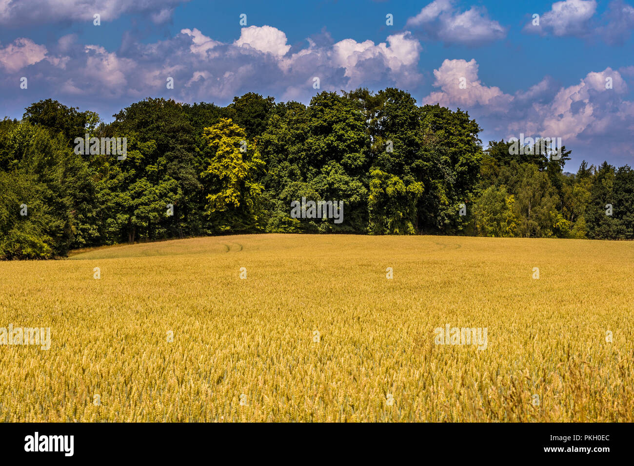 Gold shiny color of ripe wheat before harvest, Central Bohemia Stock ...