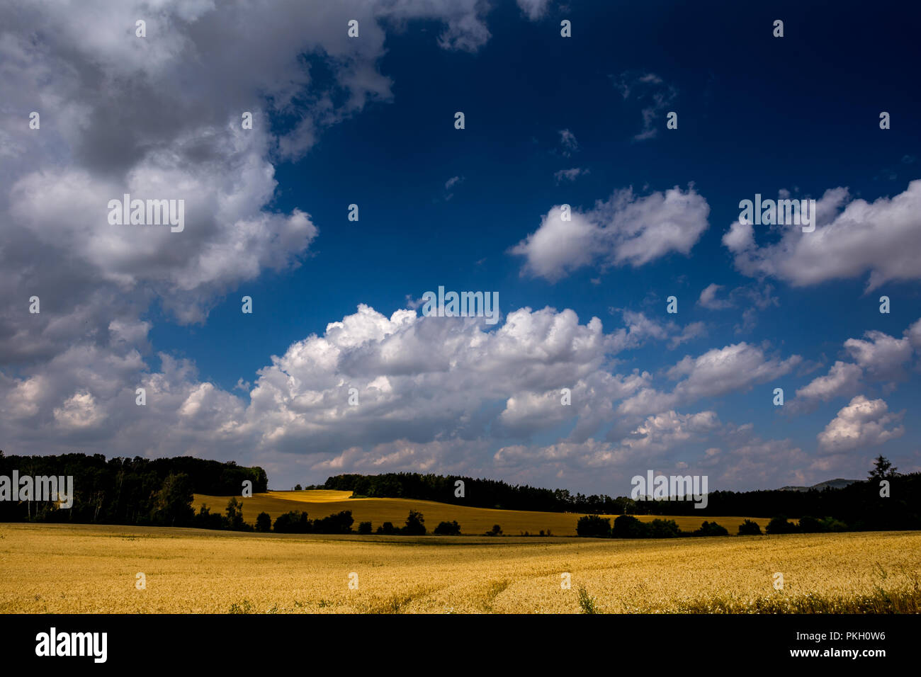 Gold shiny color of ripe wheat before harvest, Central Bohemia Stock ...