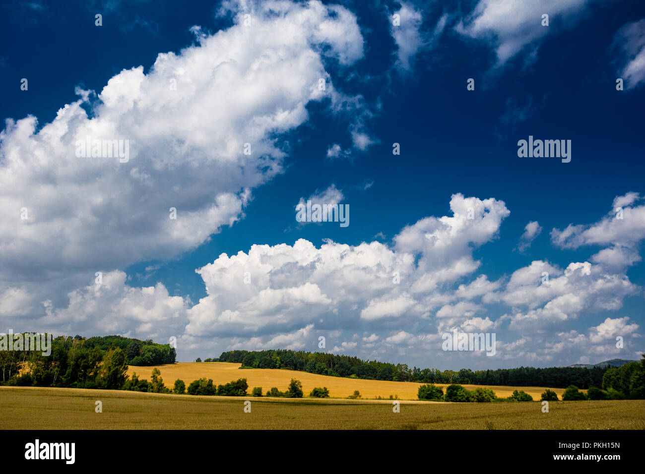 Gold shiny color of ripe wheat before harvest, Central Bohemia Stock ...