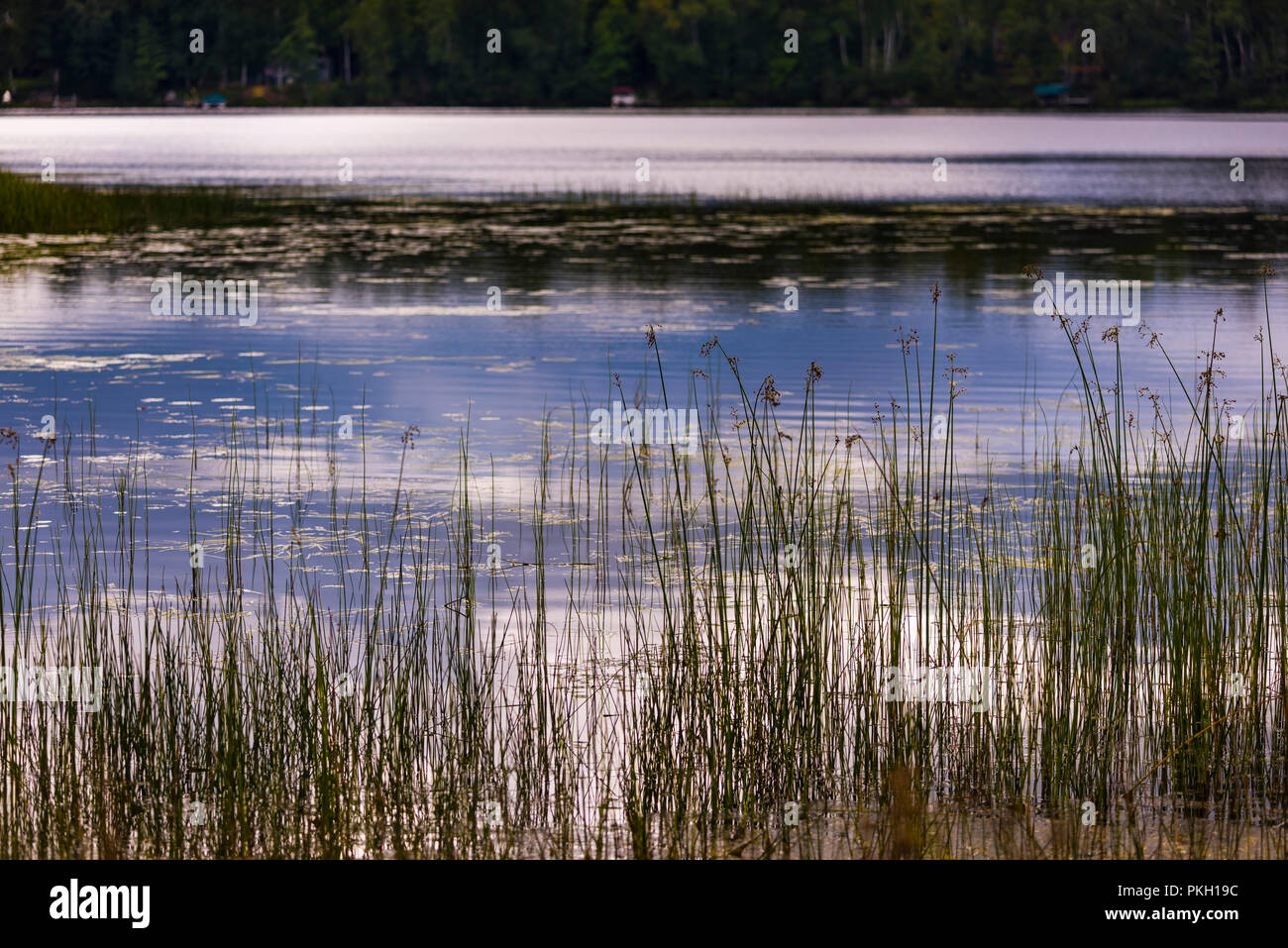 Shoreline plants on Spider Lake in Wisconsin Stock Photo - Alamy