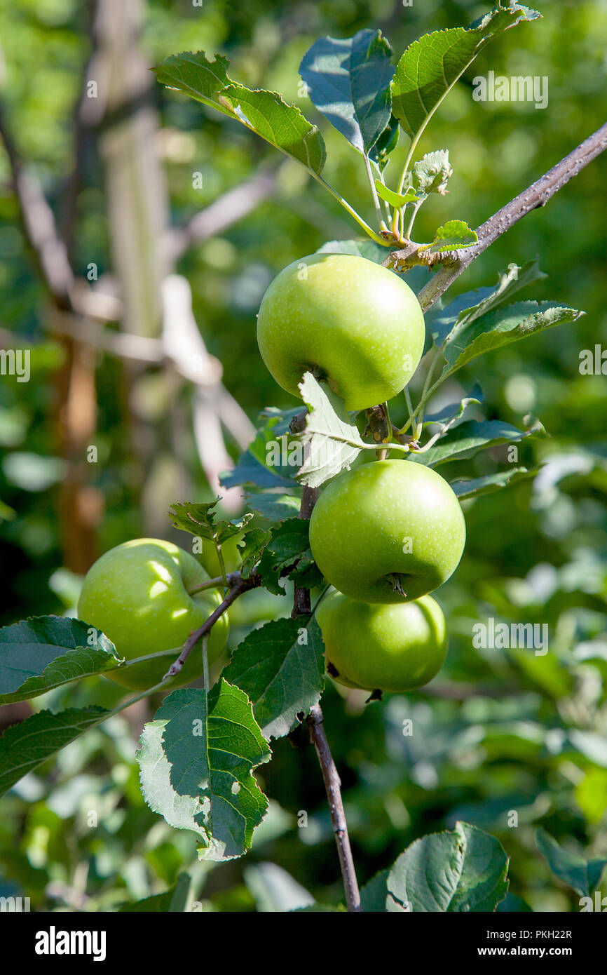 Close up view of the tree branch with organic apple on branch, fruits ...