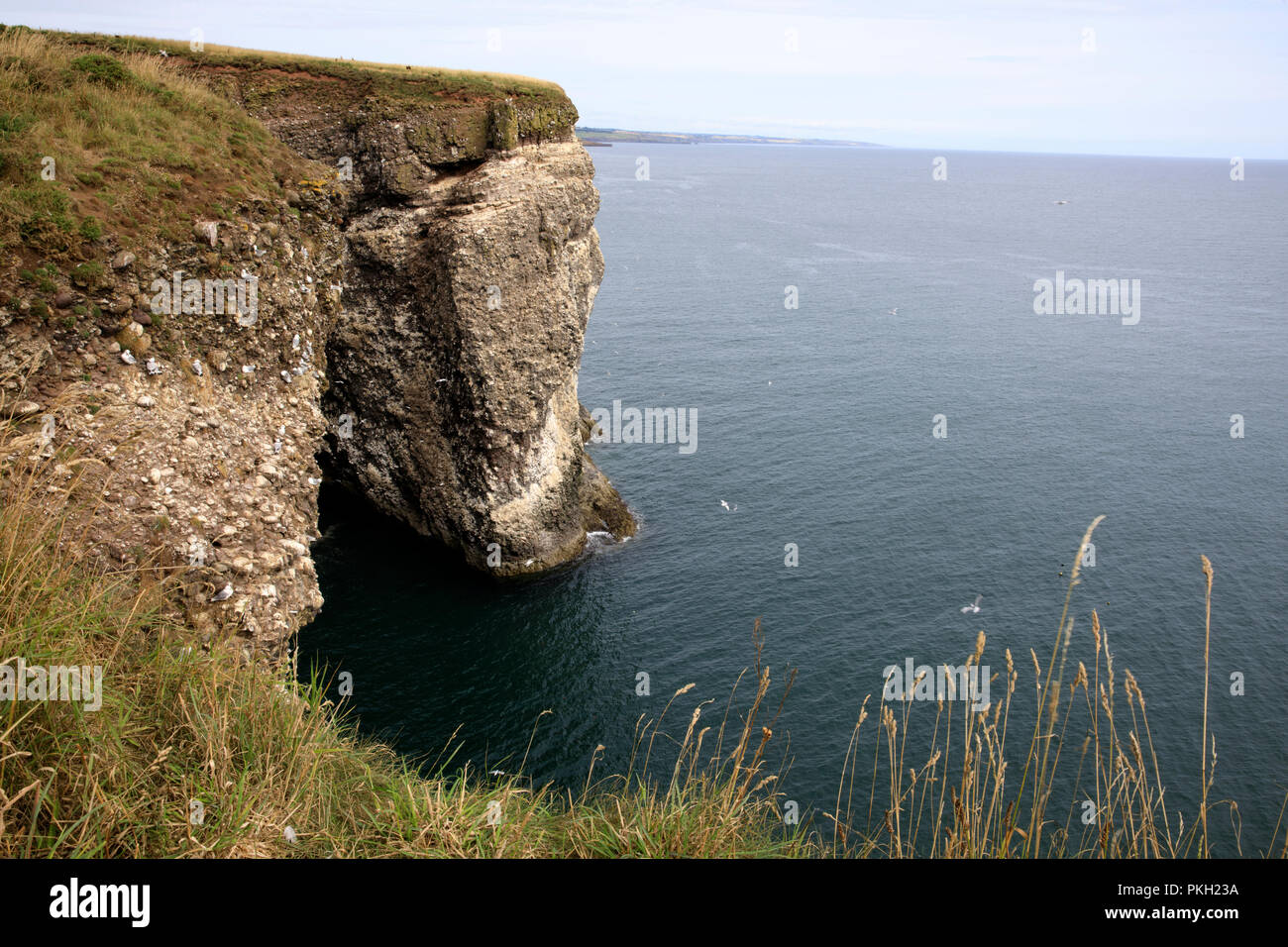 Cliff view at Crawton Bay, Scotland, Highlands, United Kingdom Stock ...
