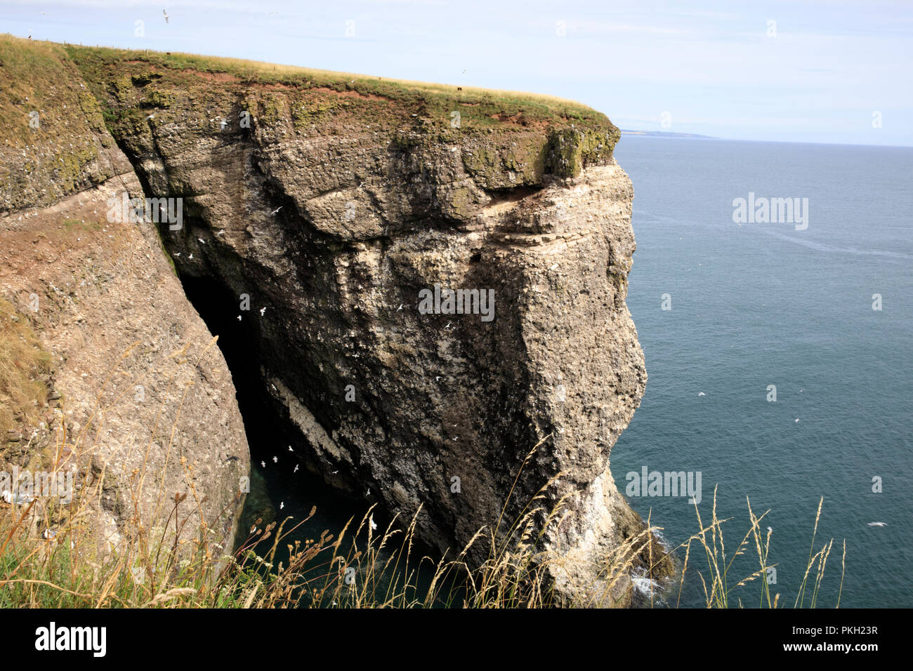 Cliff view at Crawton Bay, Scotland, Highlands, United Kingdom Stock ...