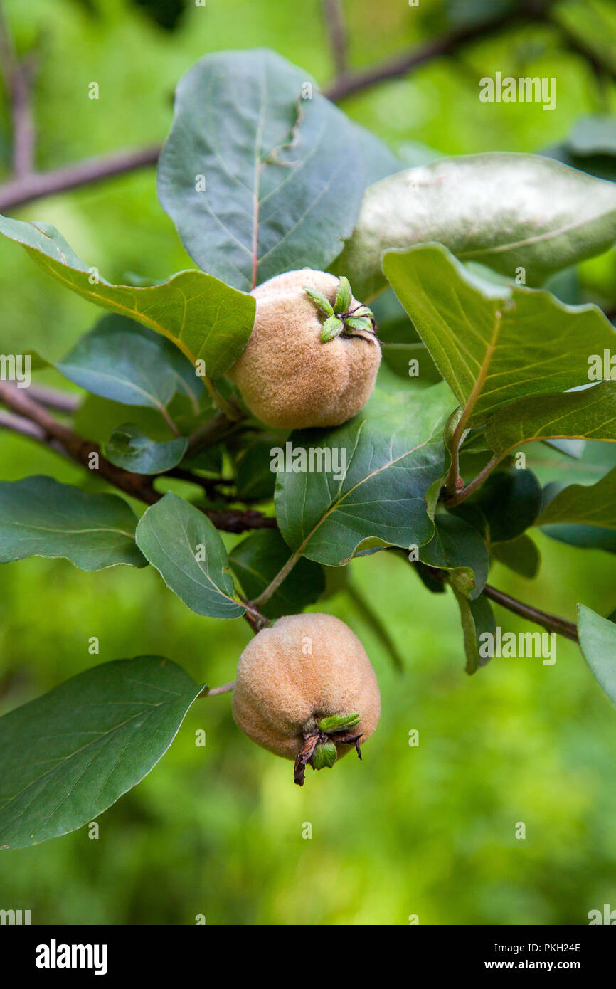Organic apple quince in the garden. Close up view of apple quince ...