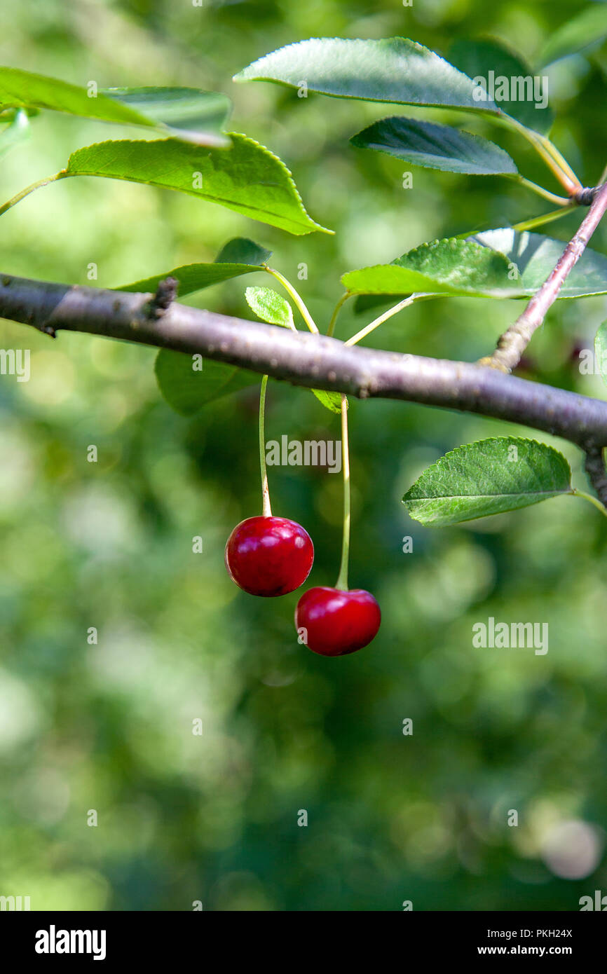 Red cherries on branch before harvesting in the garden at summer time ...