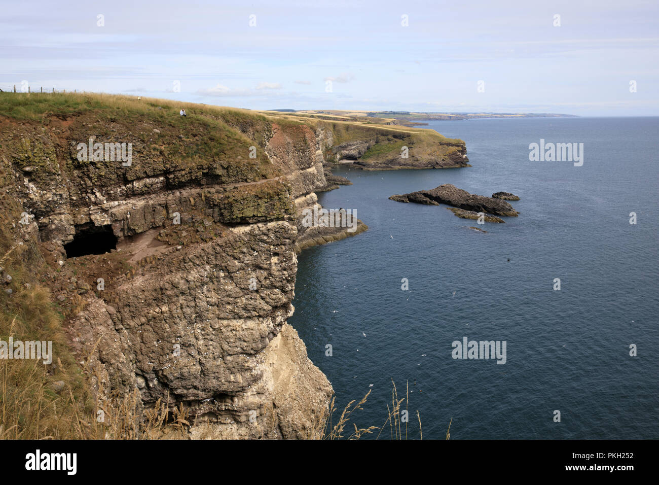 Cliff view at Crawton Bay, Scotland, Highlands, United Kingdom Stock ...