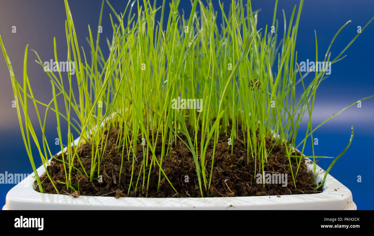 green grass in flower pod Stock Photo - Alamy