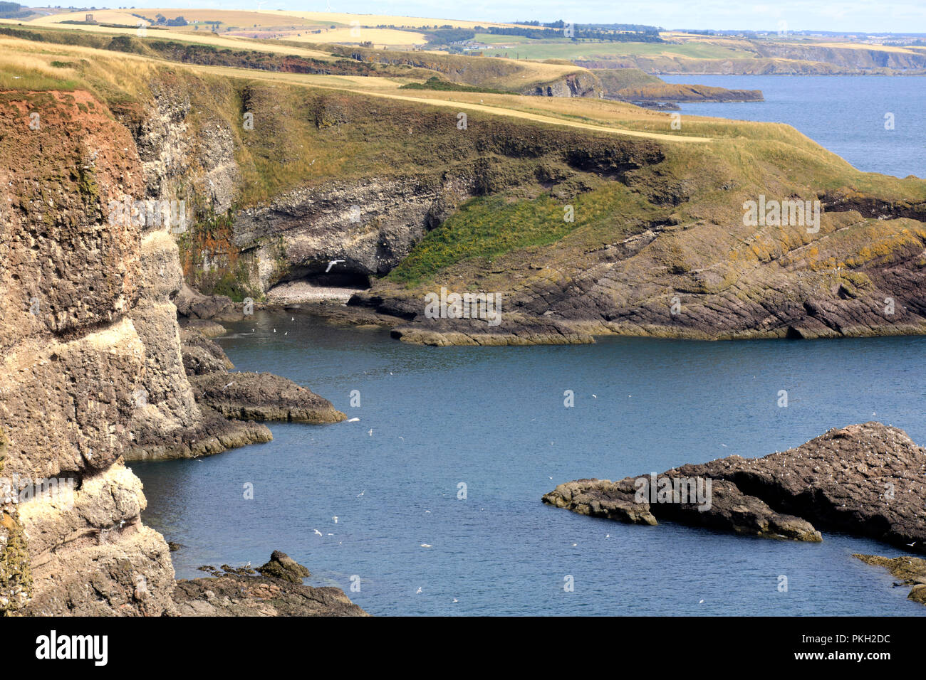 Cliff view at Crawton Bay, Scotland, Highlands, United Kingdom Stock ...