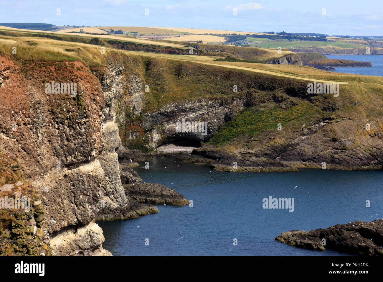 Cliff view at Crawton Bay, Scotland, Highlands, United Kingdom Stock ...