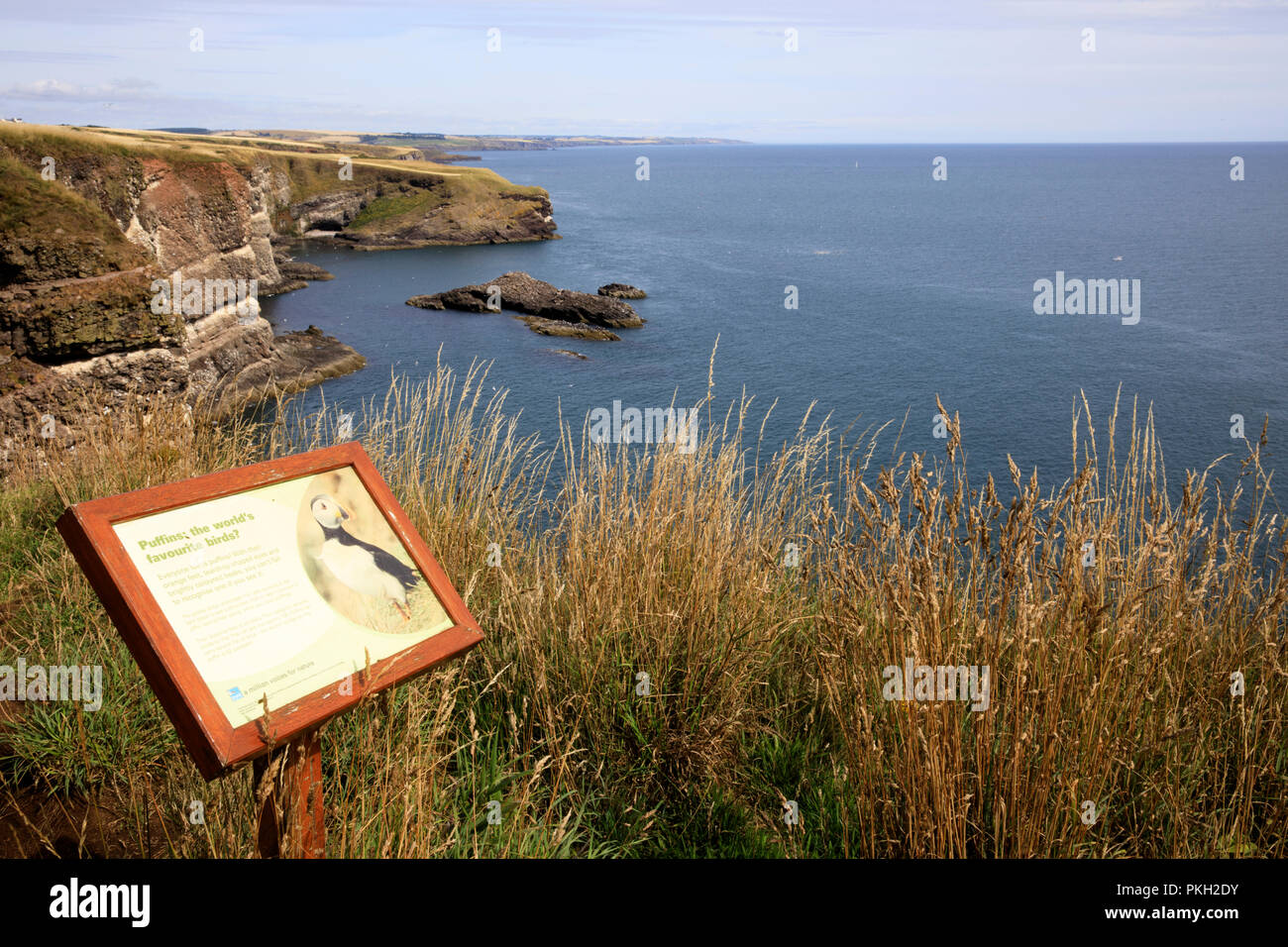 Puffins signal at Crawton Bay, Scotland, Highlands, United Kingdom ...