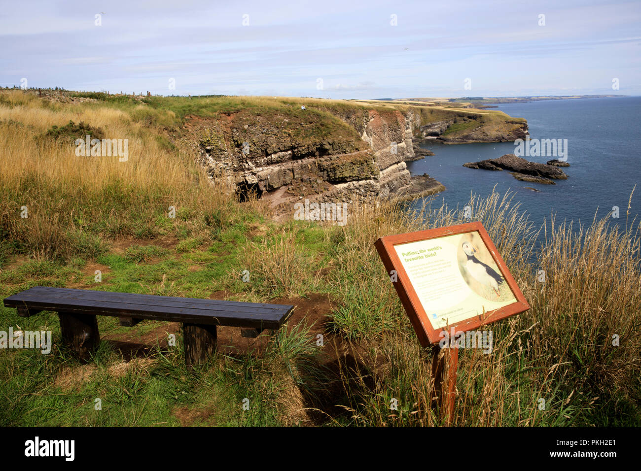 Puffins signal at Crawton Bay, Scotland, Highlands, United Kingdom ...