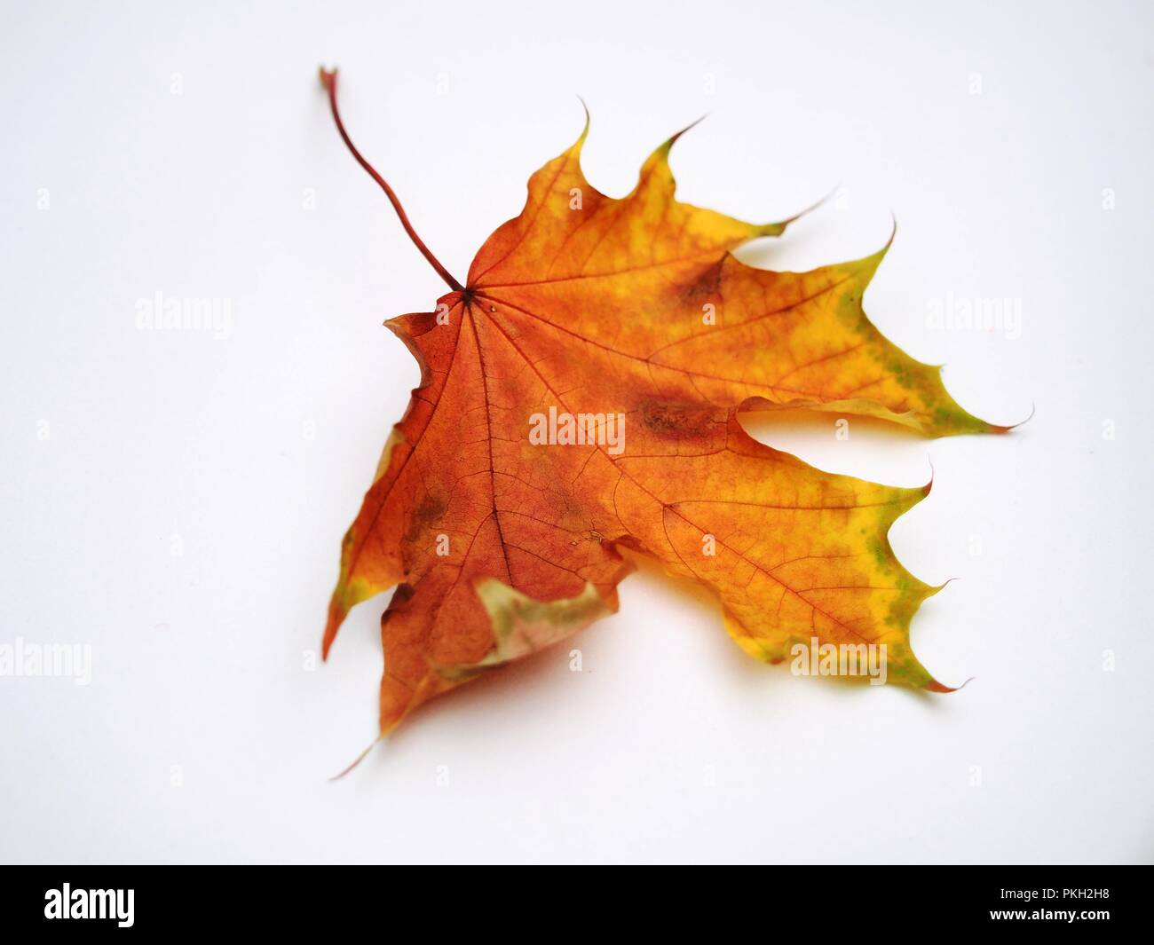 Dried out maple leaf hi-res stock photography and images - Alamy