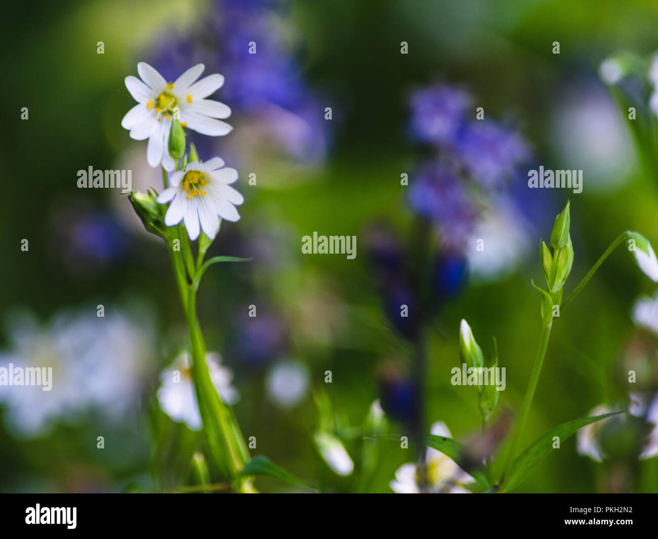Spring flowers in East Devon, South West England, United Kingdom Stock ...