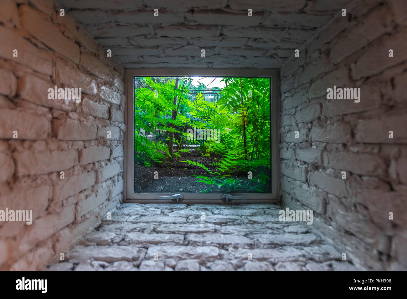Glowing fern outside of window in white brick Stock Photo - Alamy
