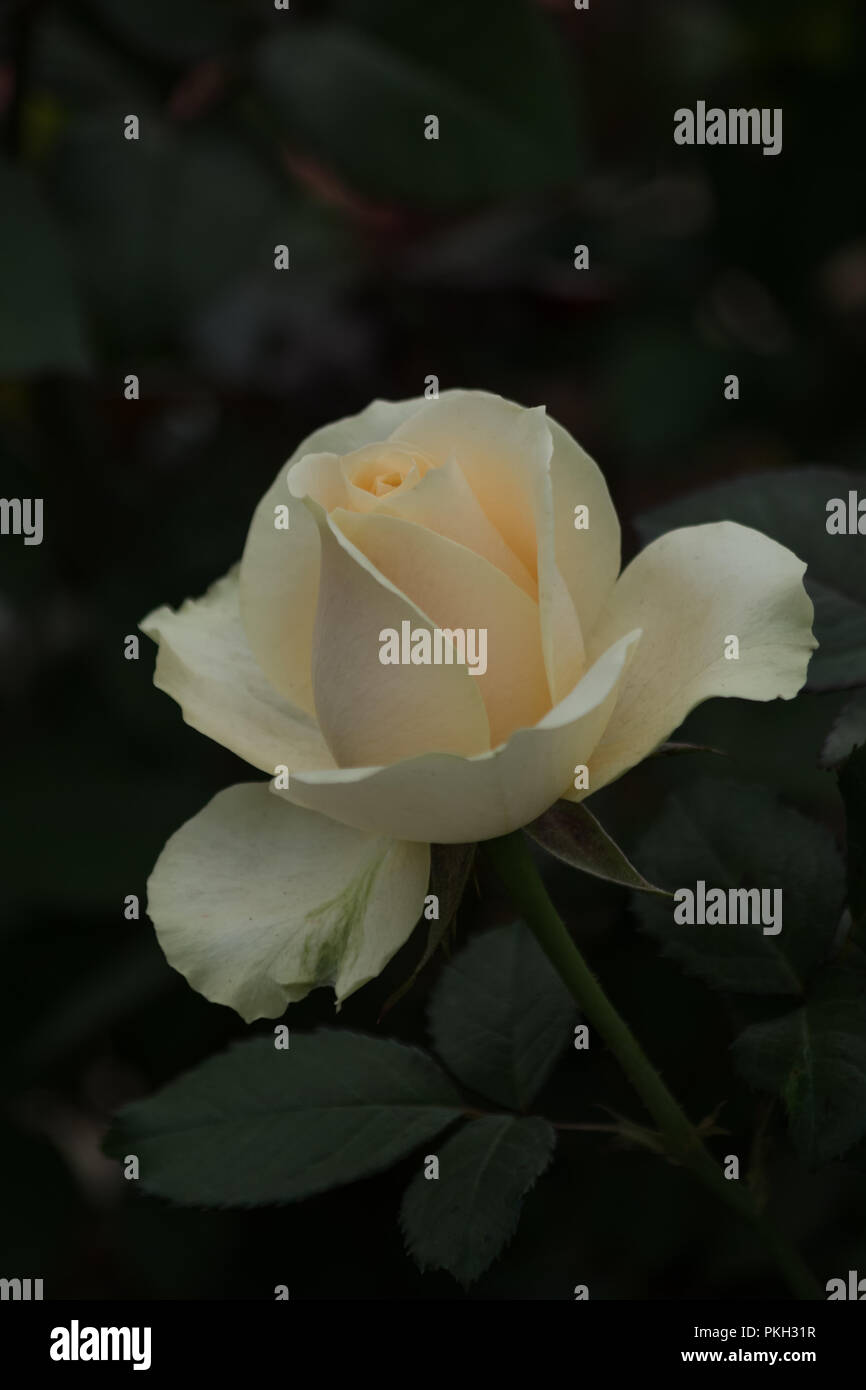 Low key roses hi-res stock photography and images - Alamy
