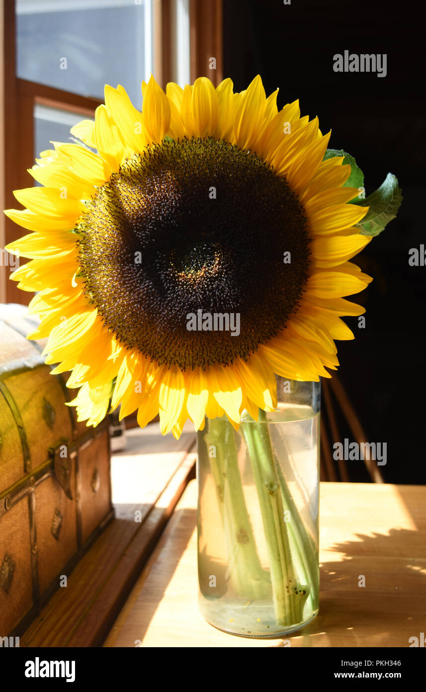 Beautiful cut sunflowers in a glass vase with water Stock Photo - Alamy