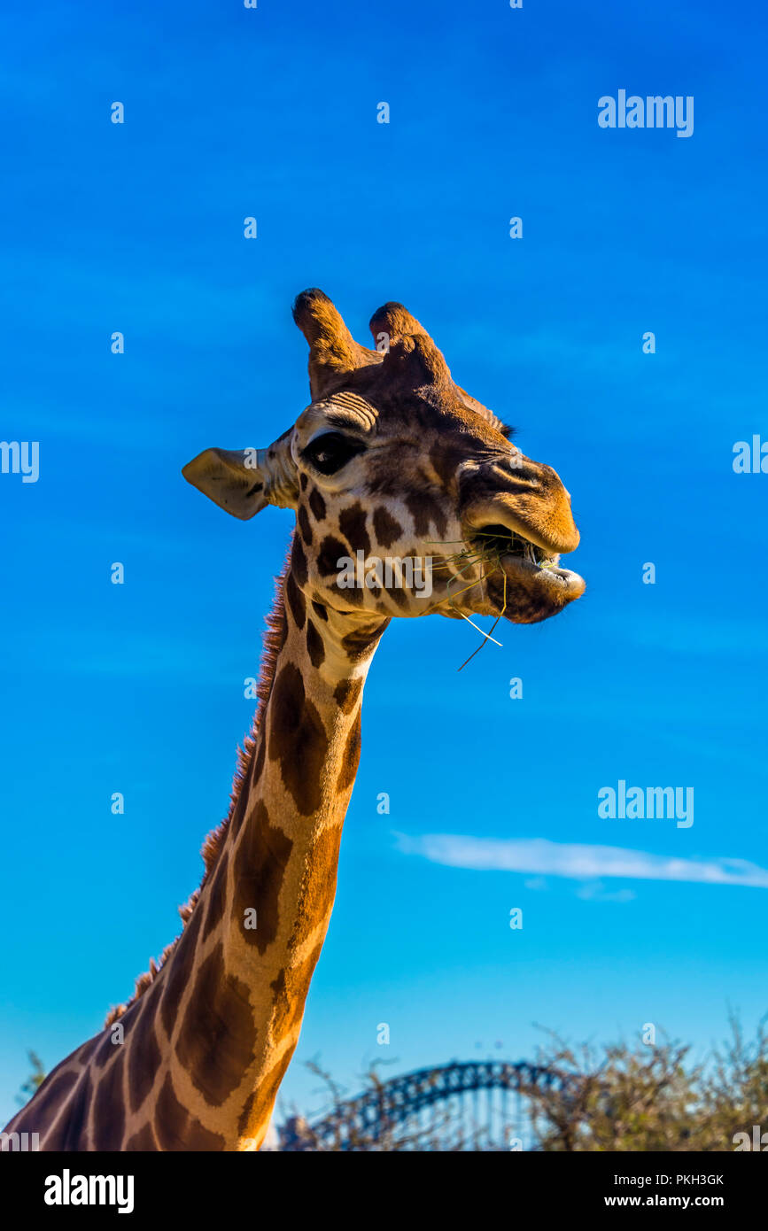 Giraffe eating funny face hi-res stock photography and images - Alamy
