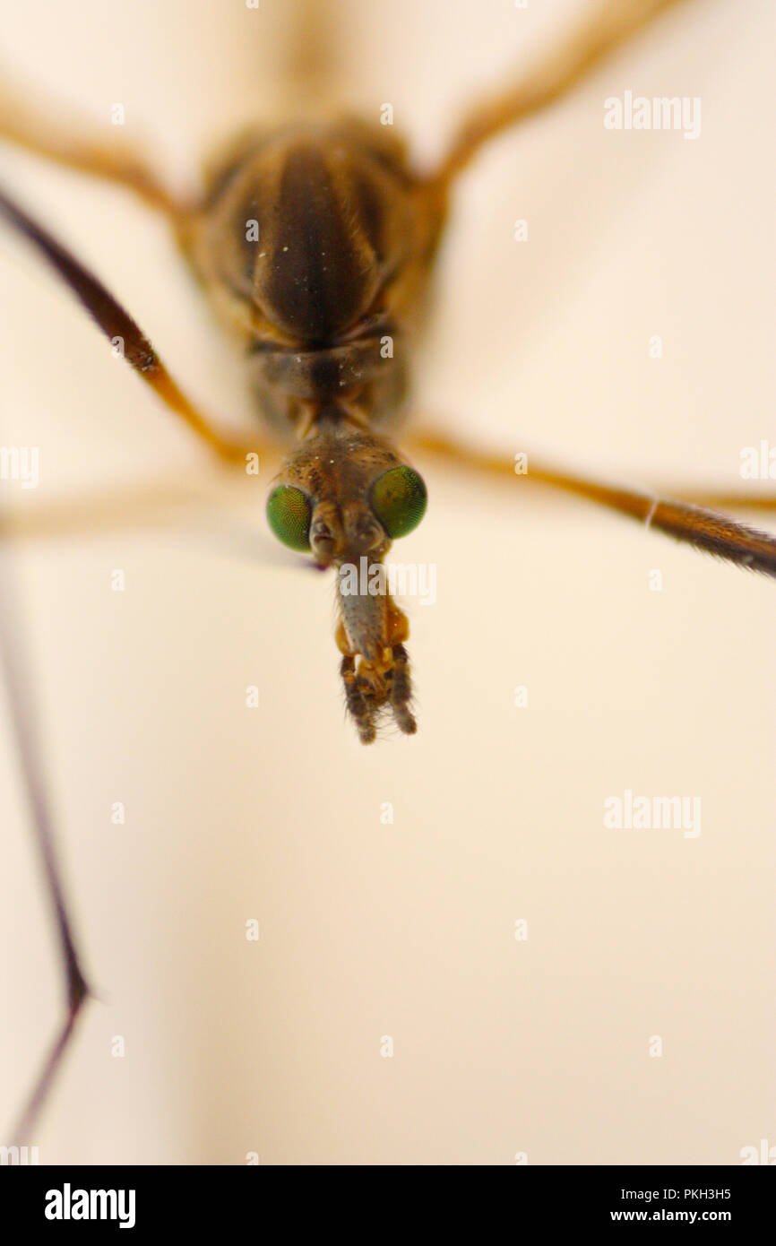 Daddy Long Legs close up macro Stock Photo - Alamy
