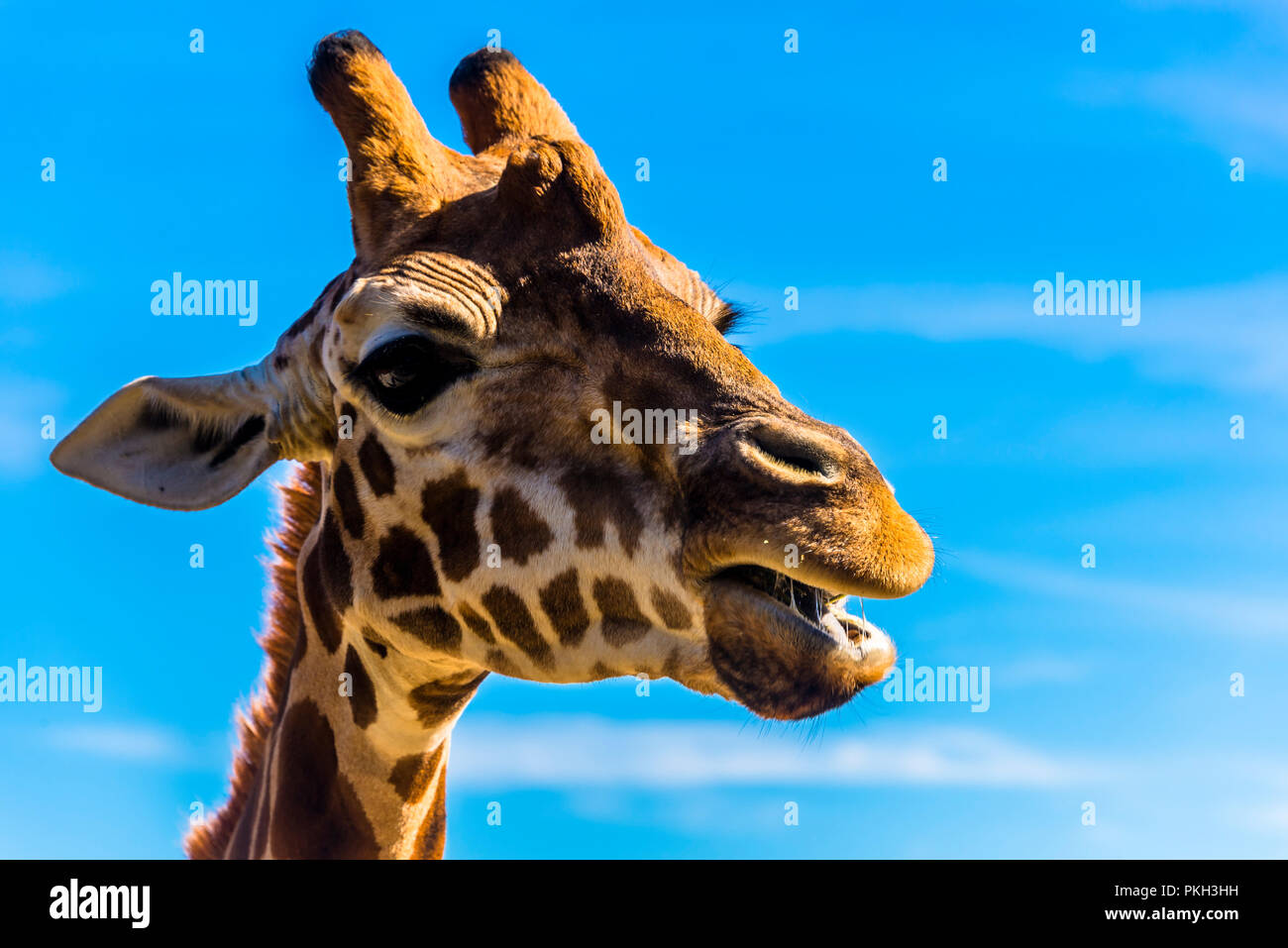 Spots funny hi-res stock photography and images - Alamy