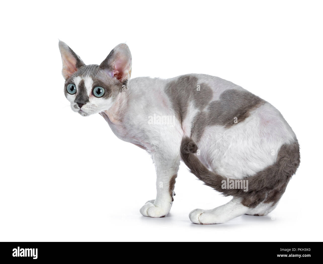 Adorable blue tonkanese point with white Devon Rex cat kitten girl ...