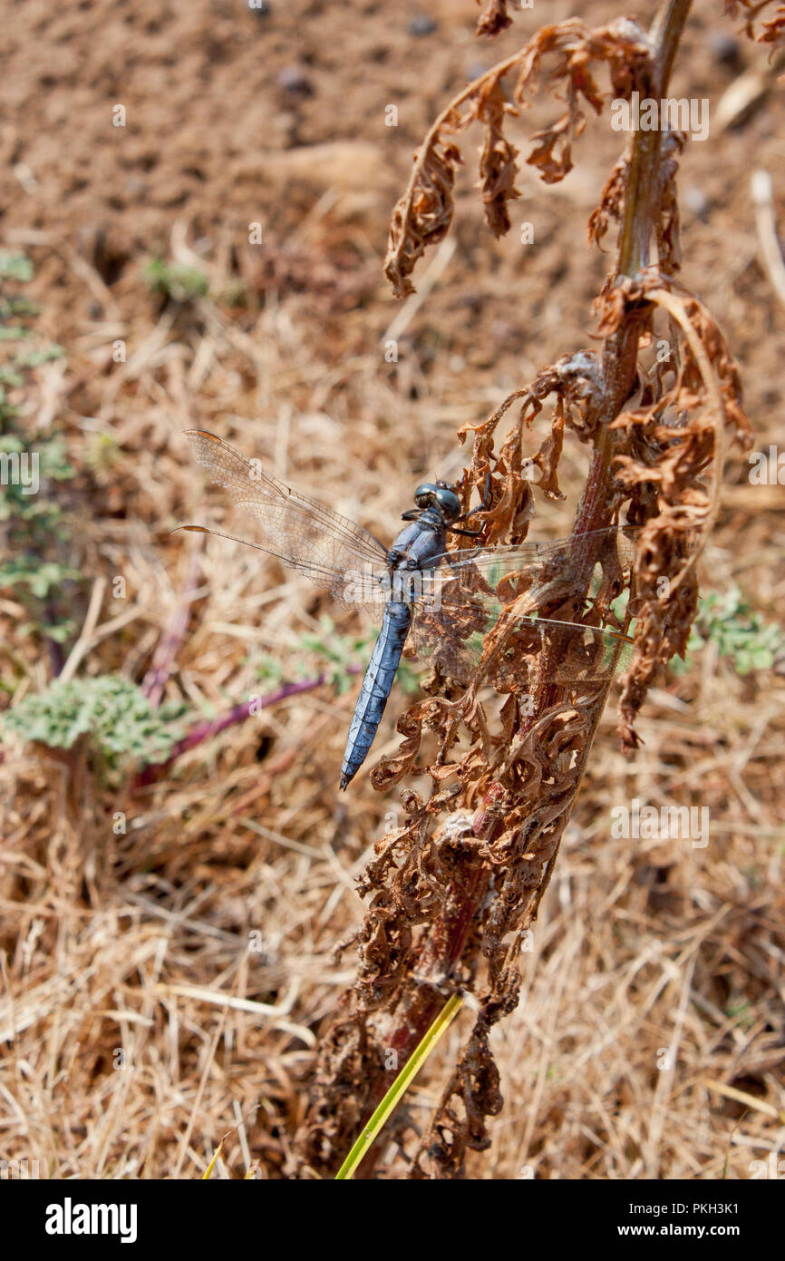 Blue Dragonfly Roydon Common Norfolk Stock Photo - Alamy