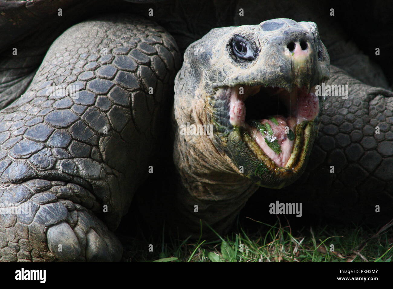 Giant Tortoise Eating landscape Stock Photo - Alamy
