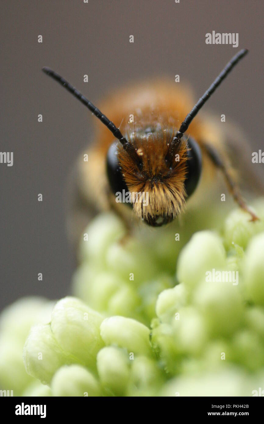 Solitary Mining Bee close up Stock Photo - Alamy