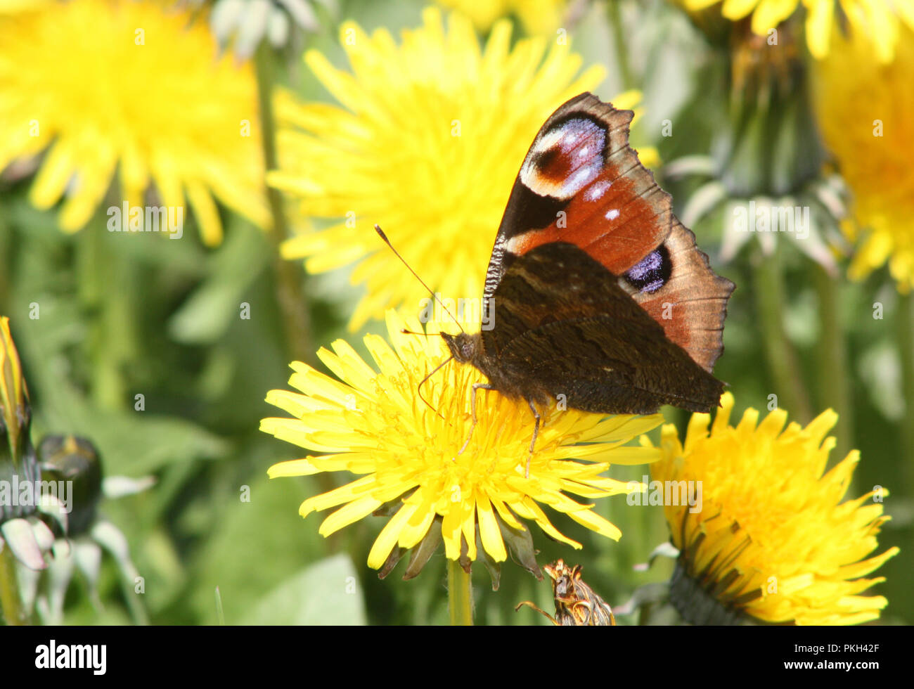 Butterfly dandelion uk hi-res stock photography and images - Alamy