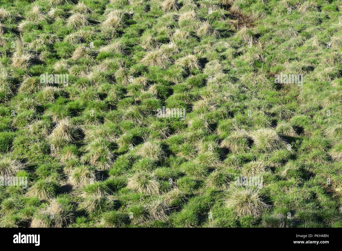 Hummocks grass hi-res stock photography and images - Alamy