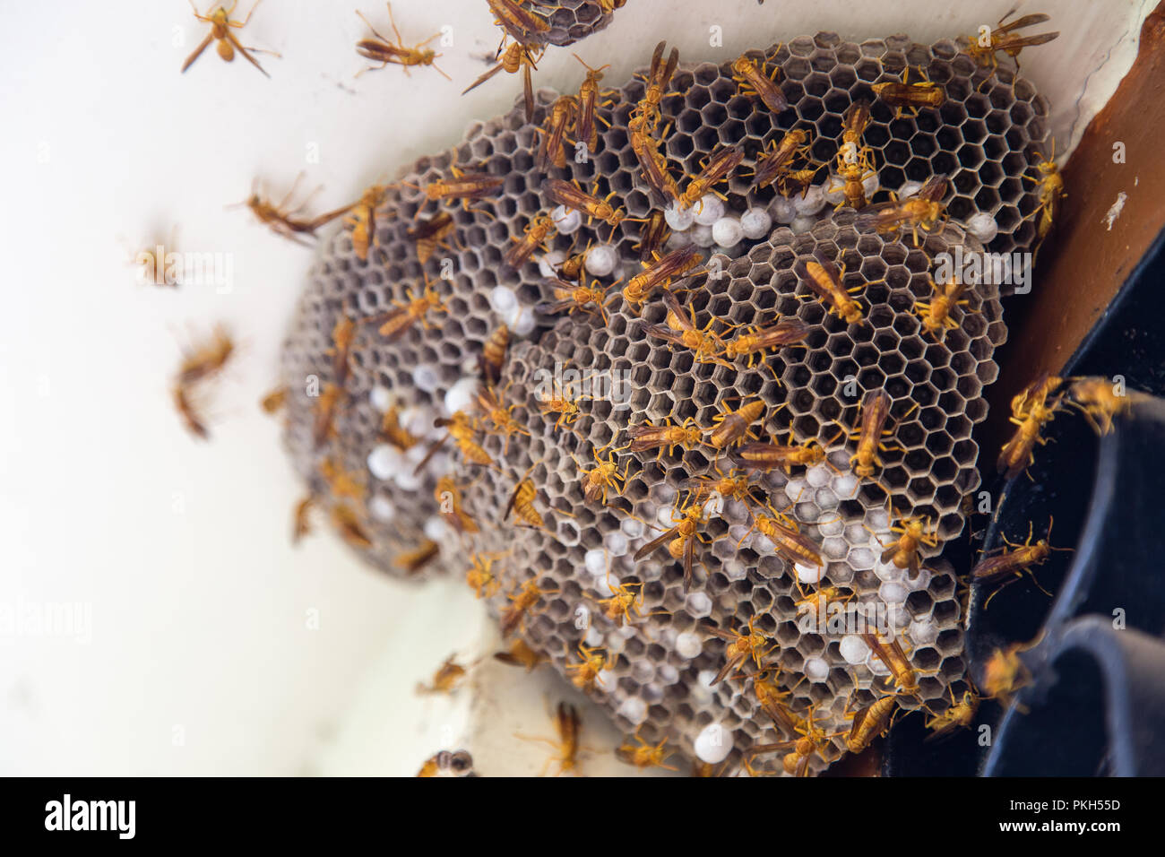 Wasps on nest built on window shutters Stock Photo - Alamy