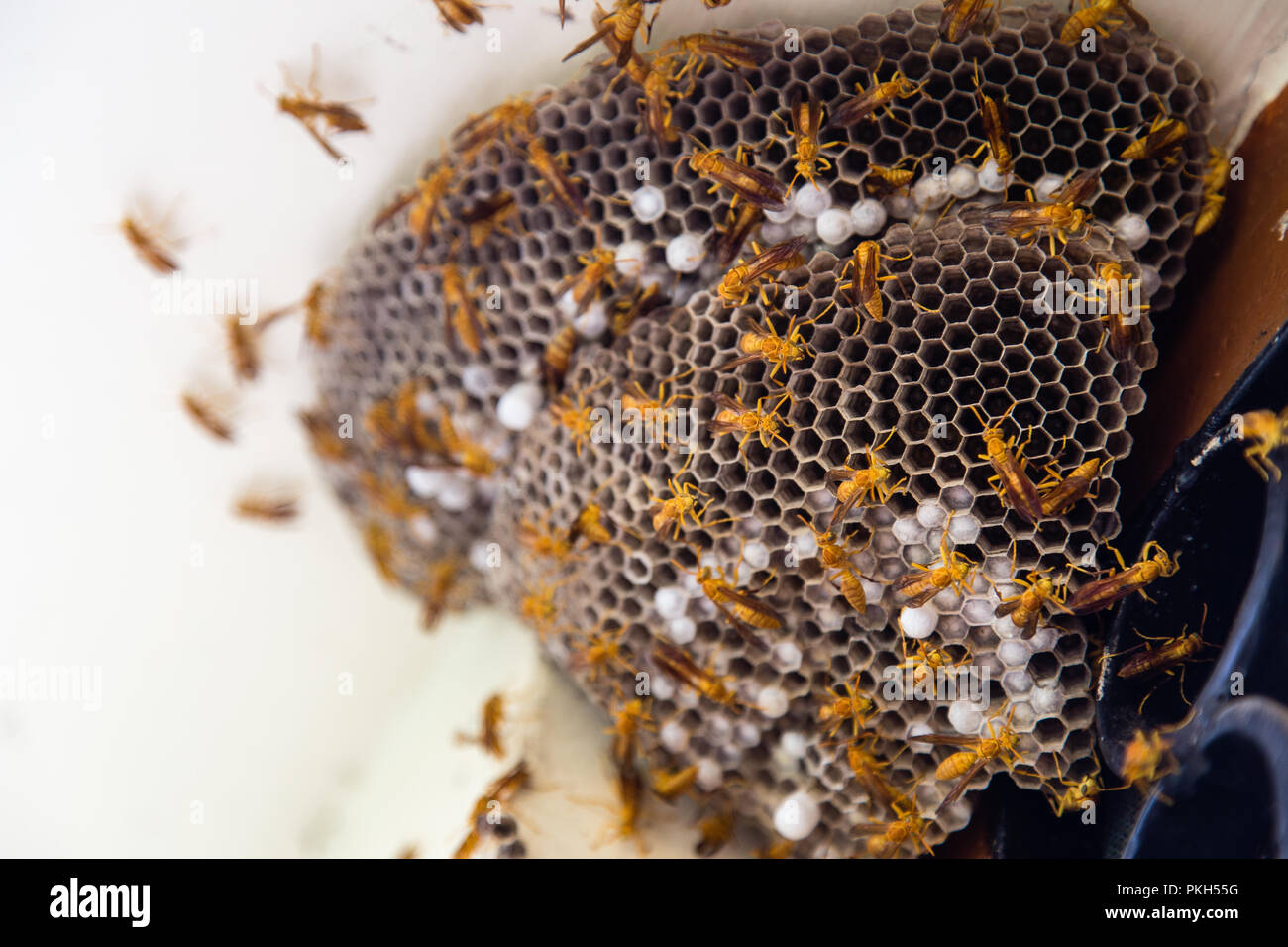 Wasps on nest built on window shutters Stock Photo - Alamy