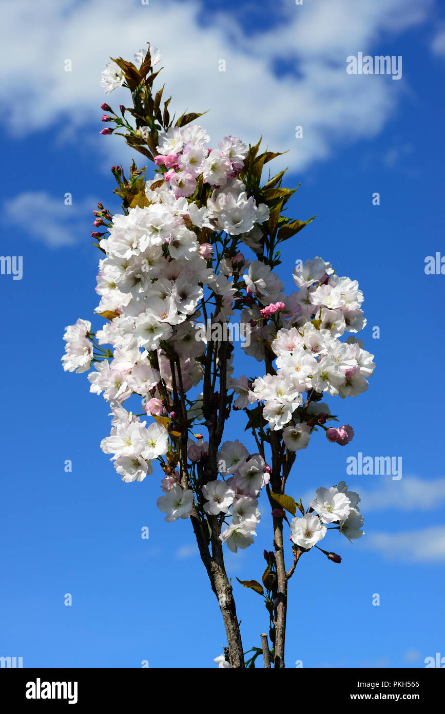 Japanese blooming cherry hi-res stock photography and images - Alamy