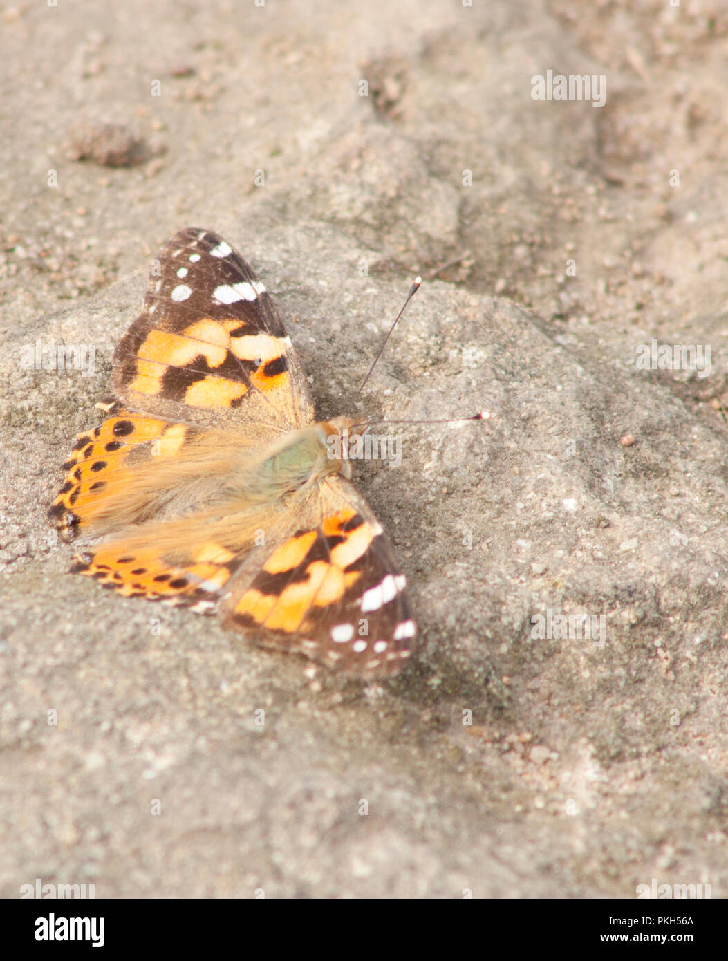 Painted Lady Butterfly Stock Photo - Alamy