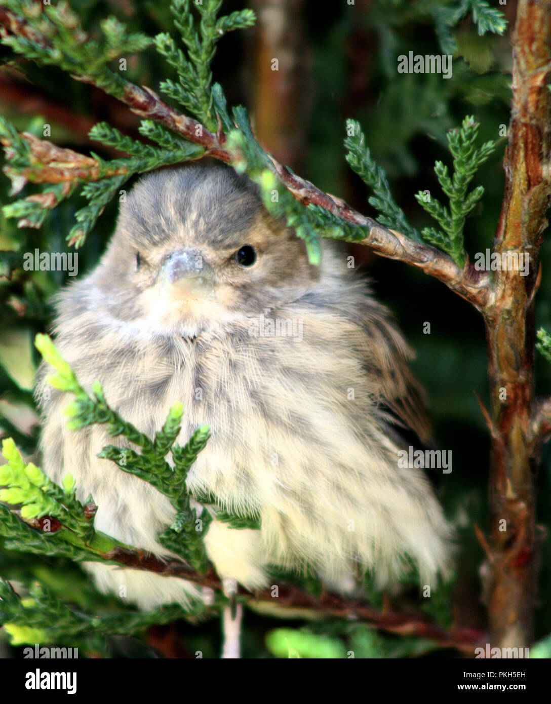 Sparrow chick hi-res stock photography and images - Alamy