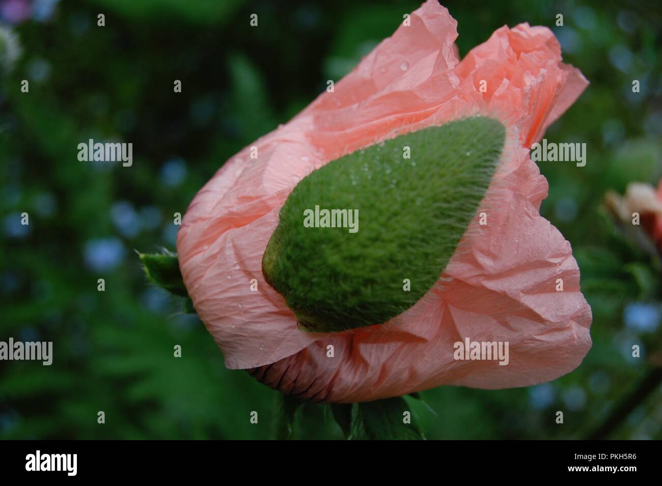Poppy Emerging Sequence (4 Stock Photo - Alamy
