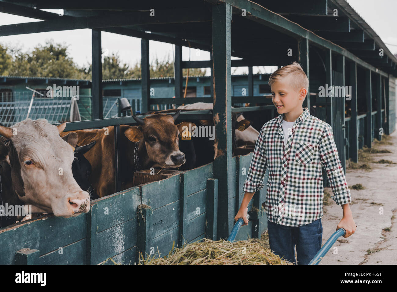 Pushing cattle hi-res stock photography and images - Alamy