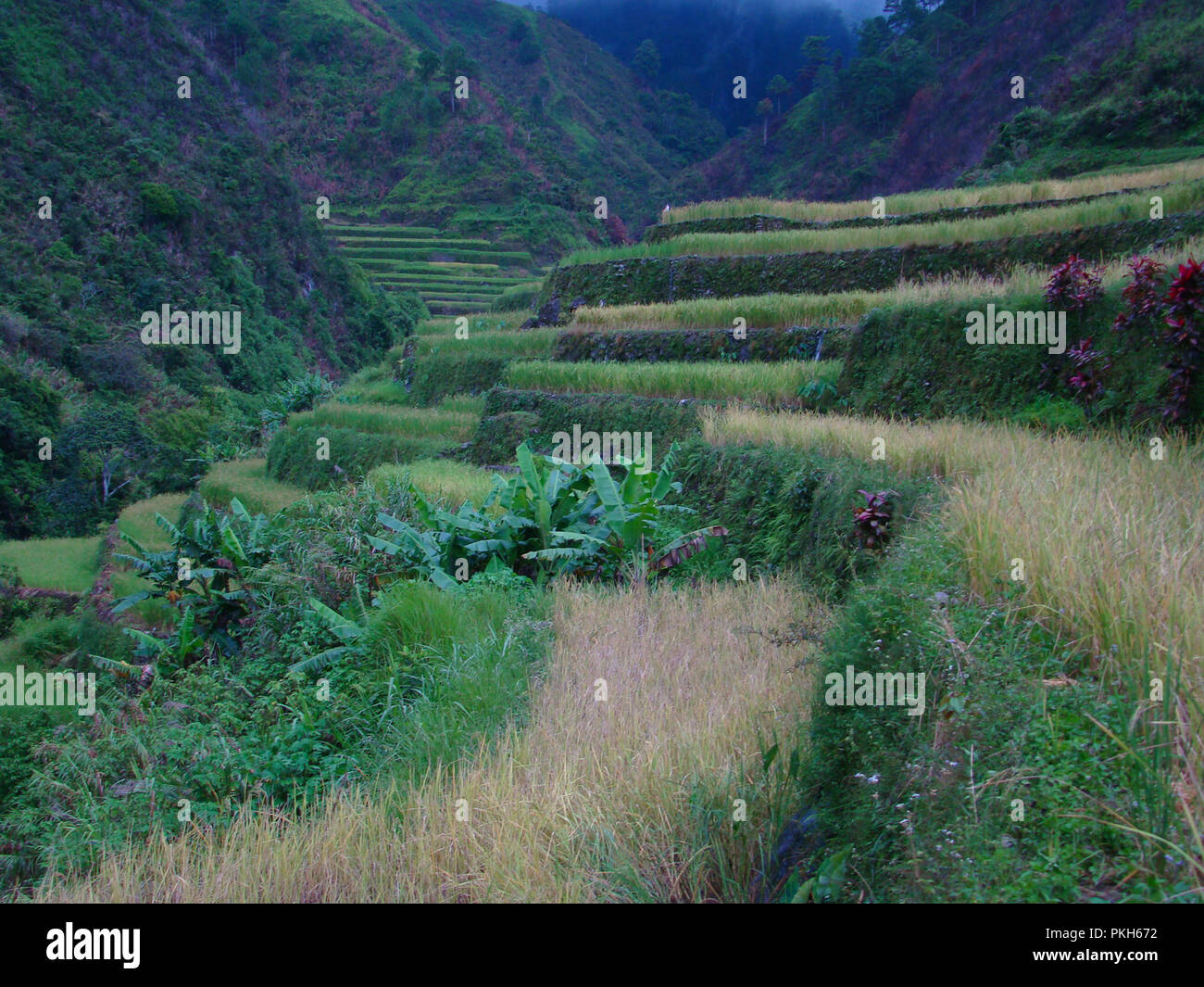 Sustainable Development Goals: forested slopes and terraced paddy ...