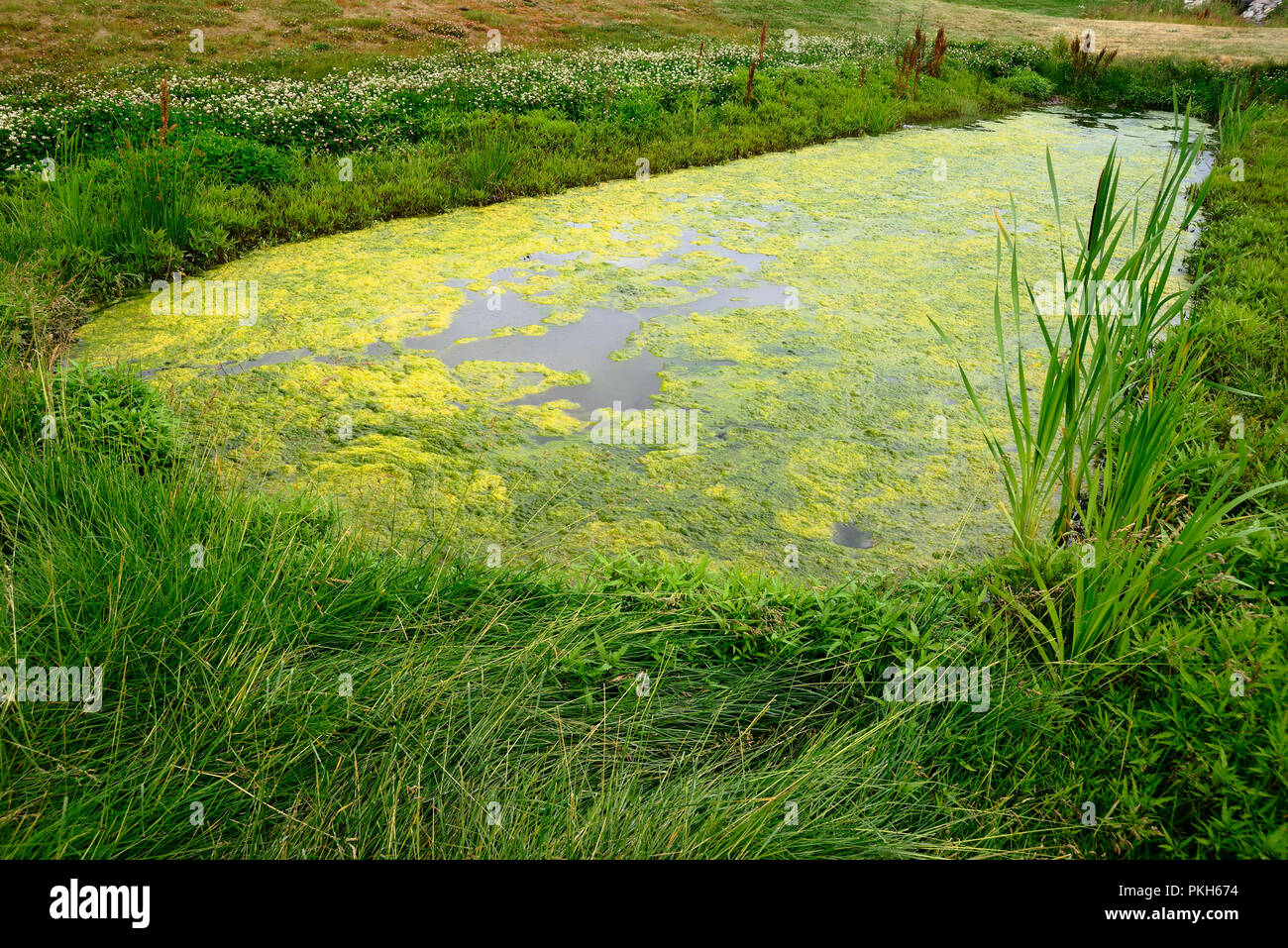 a small overgrown pond, chamomile and clover on the shores Stock Photo ...