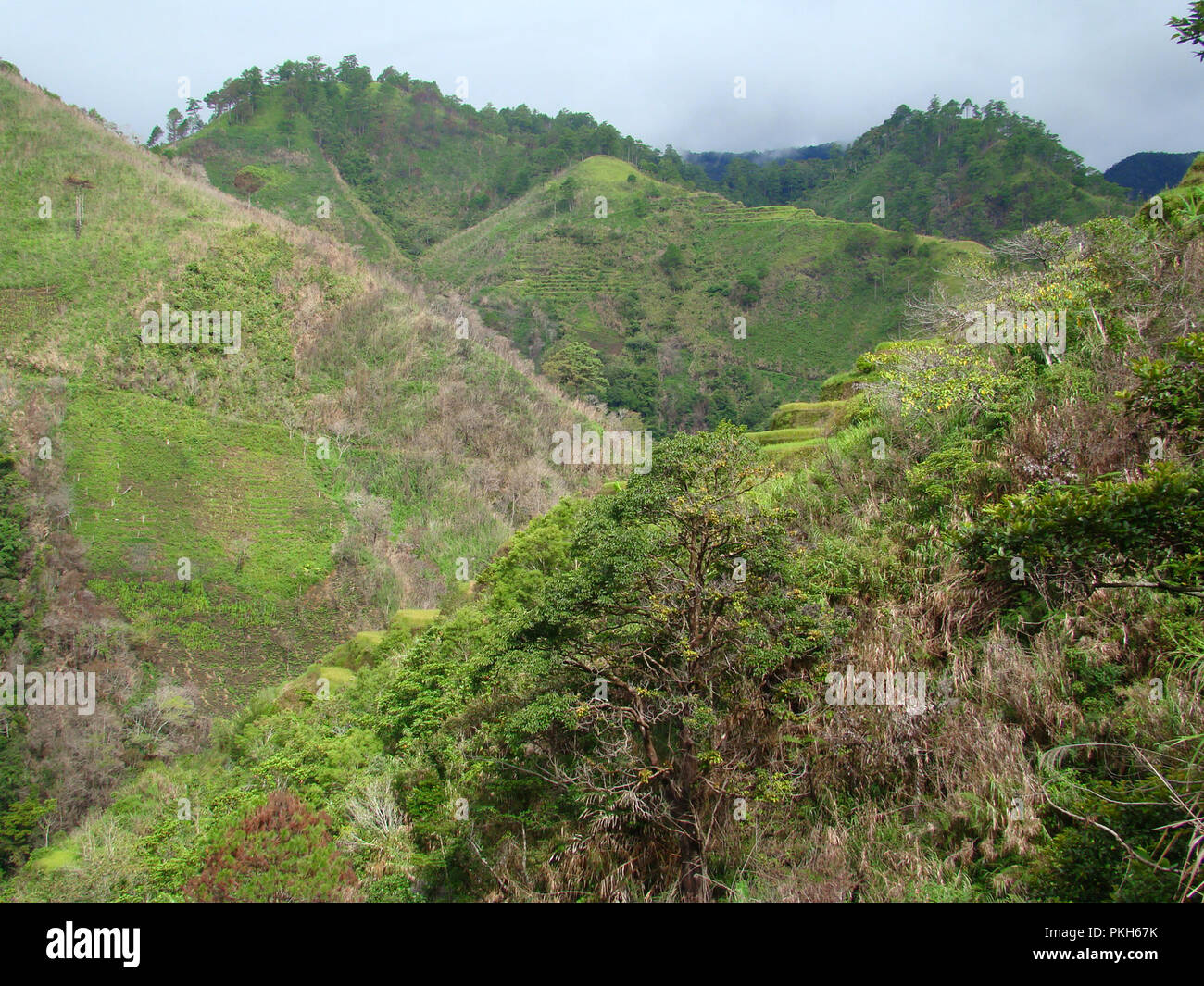 Sustainable Development Goals: forested slopes and terraced paddy ...